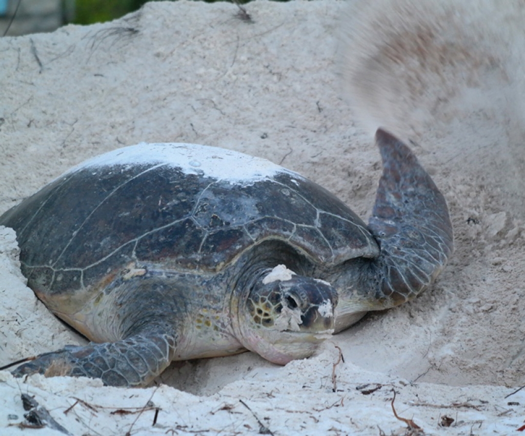 Abracadabra - Magical Aldabra - LAT. love art travel